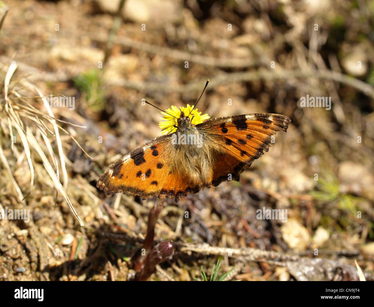 Small Tortoiseshell, butterfly / Aglais urticae / Kleiner Fuchs Stock ...