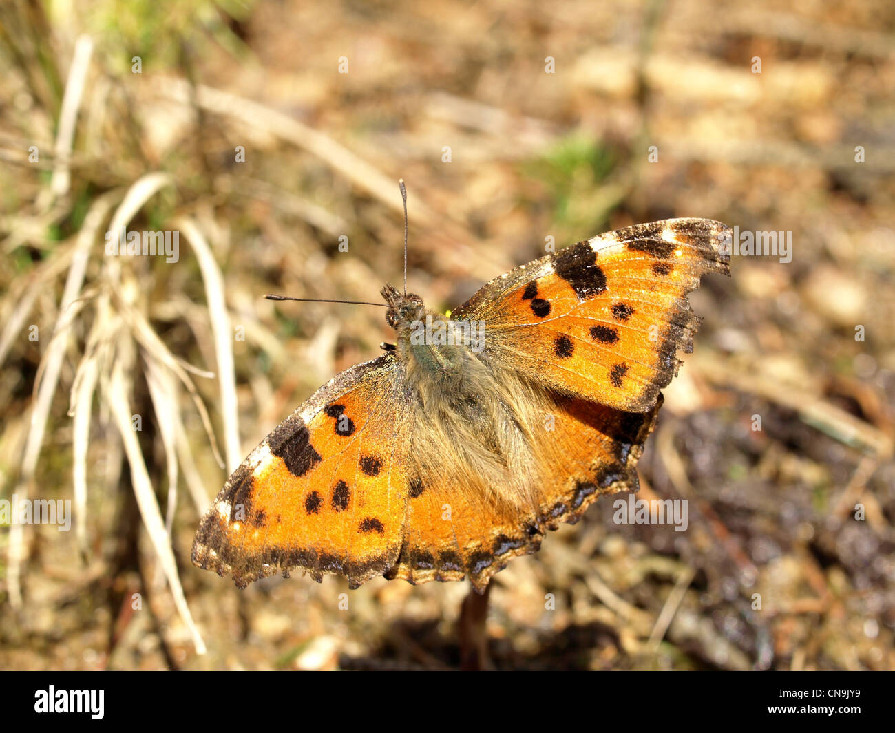 Small Tortoiseshell, butterfly / Aglais urticae / Kleiner Fuchs Stock ...