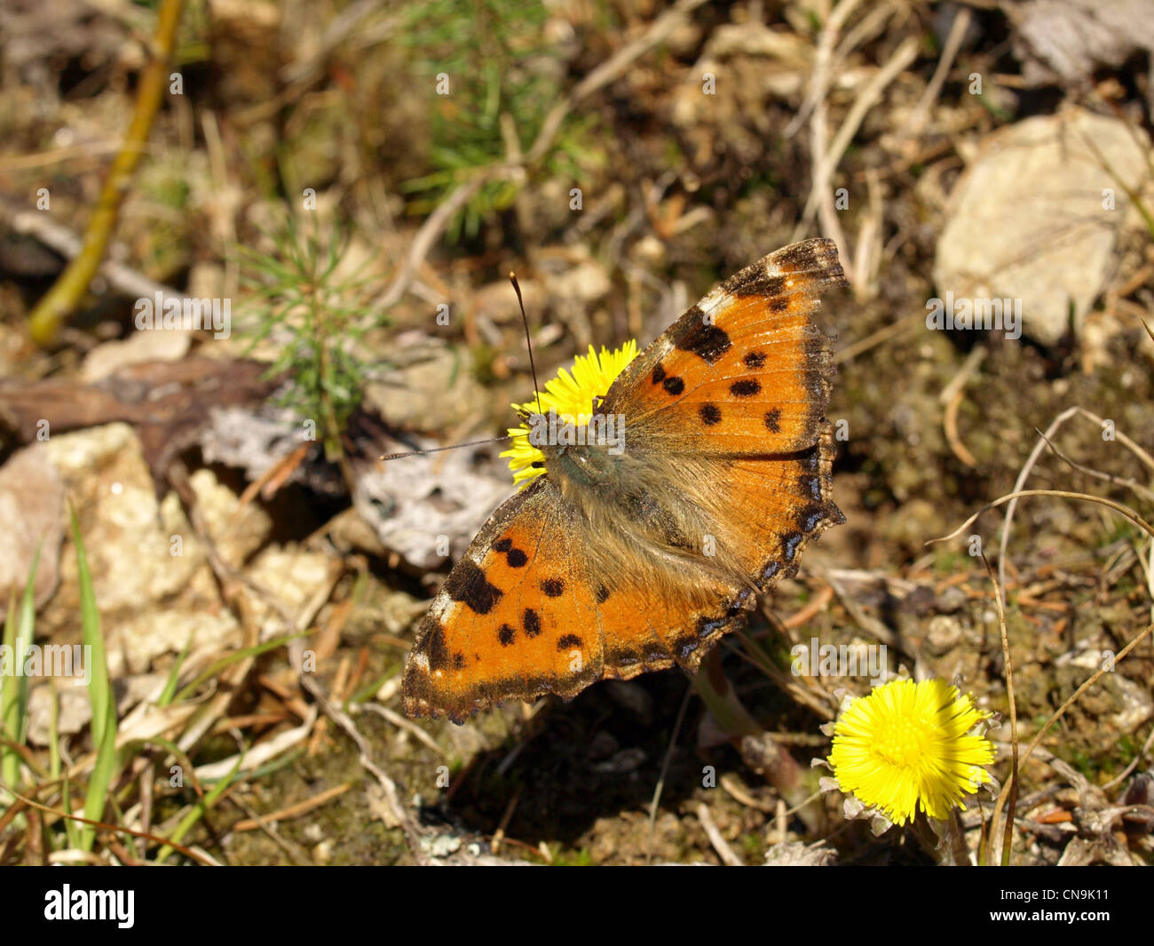 Small Tortoiseshell, butterfly / Aglais urticae / Kleiner Fuchs Stock ...