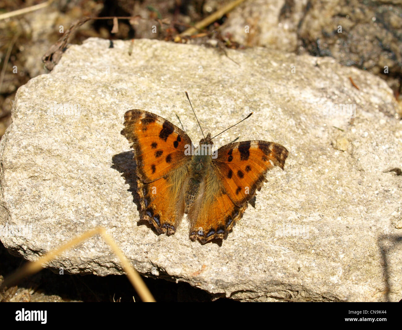 Small Tortoiseshell, butterfly / Aglais urticae / Kleiner Fuchs Stock ...