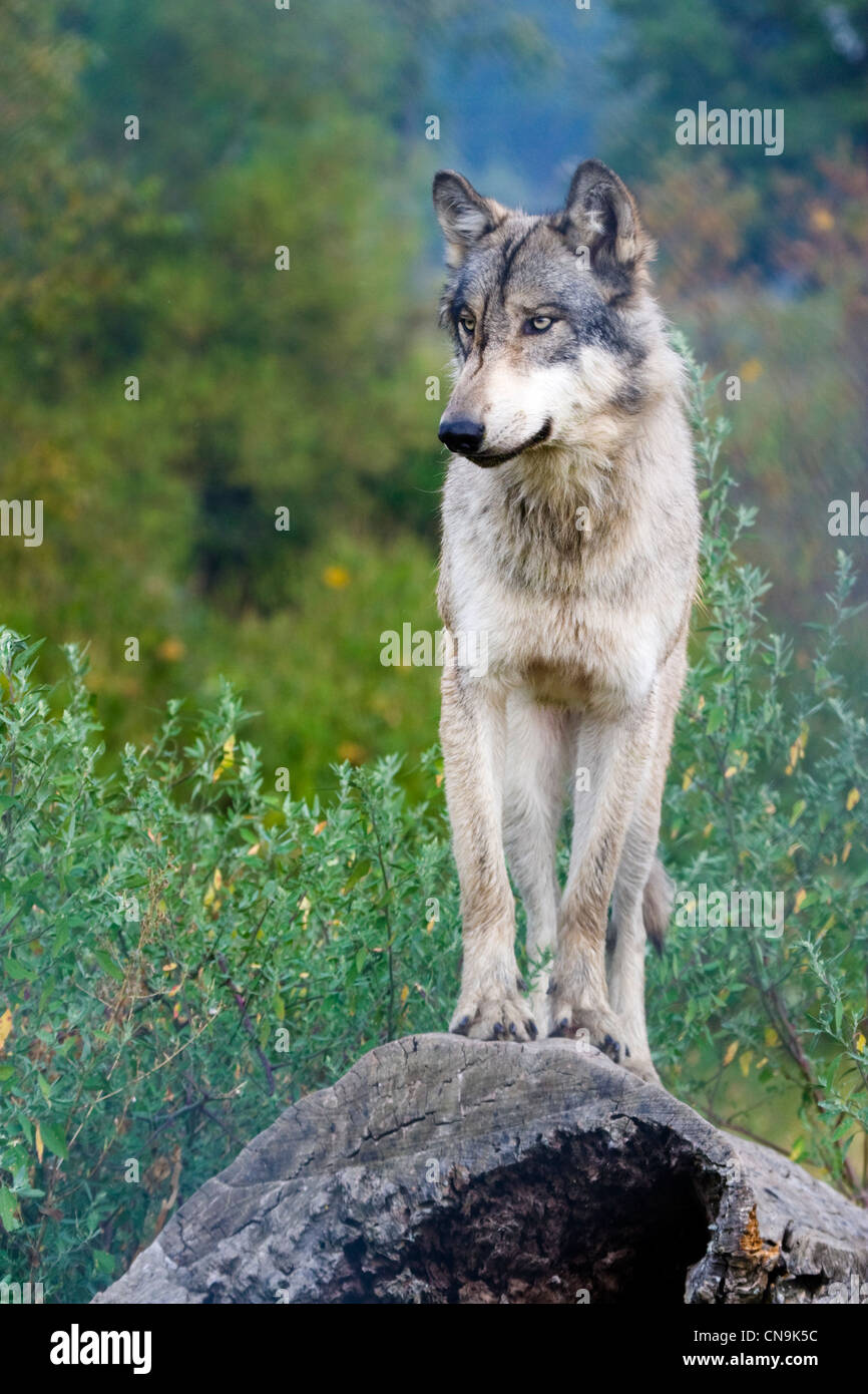 Standing Grey Wolf - Canis lupus - in the wild, Indiana, USA Stock ...
