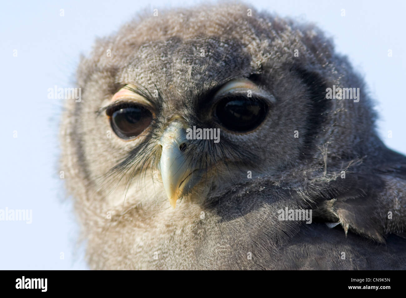 Young African Milky Eagle Owl also known as Verreaux's Eagle Owl - Bubo ...