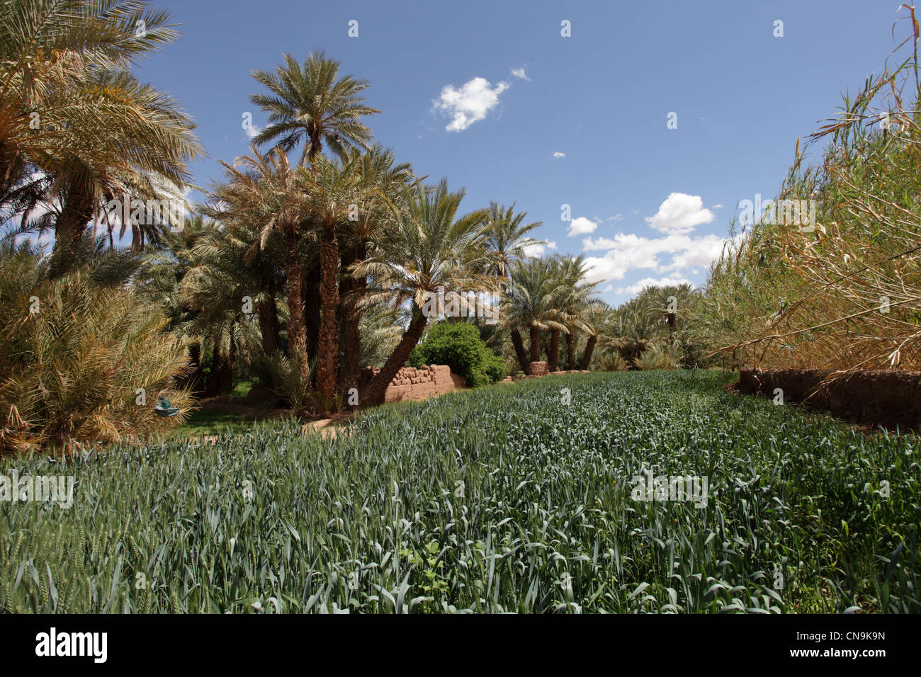 Barley crop growing in an oasis, southern Draa Valley, Morocco Stock ...