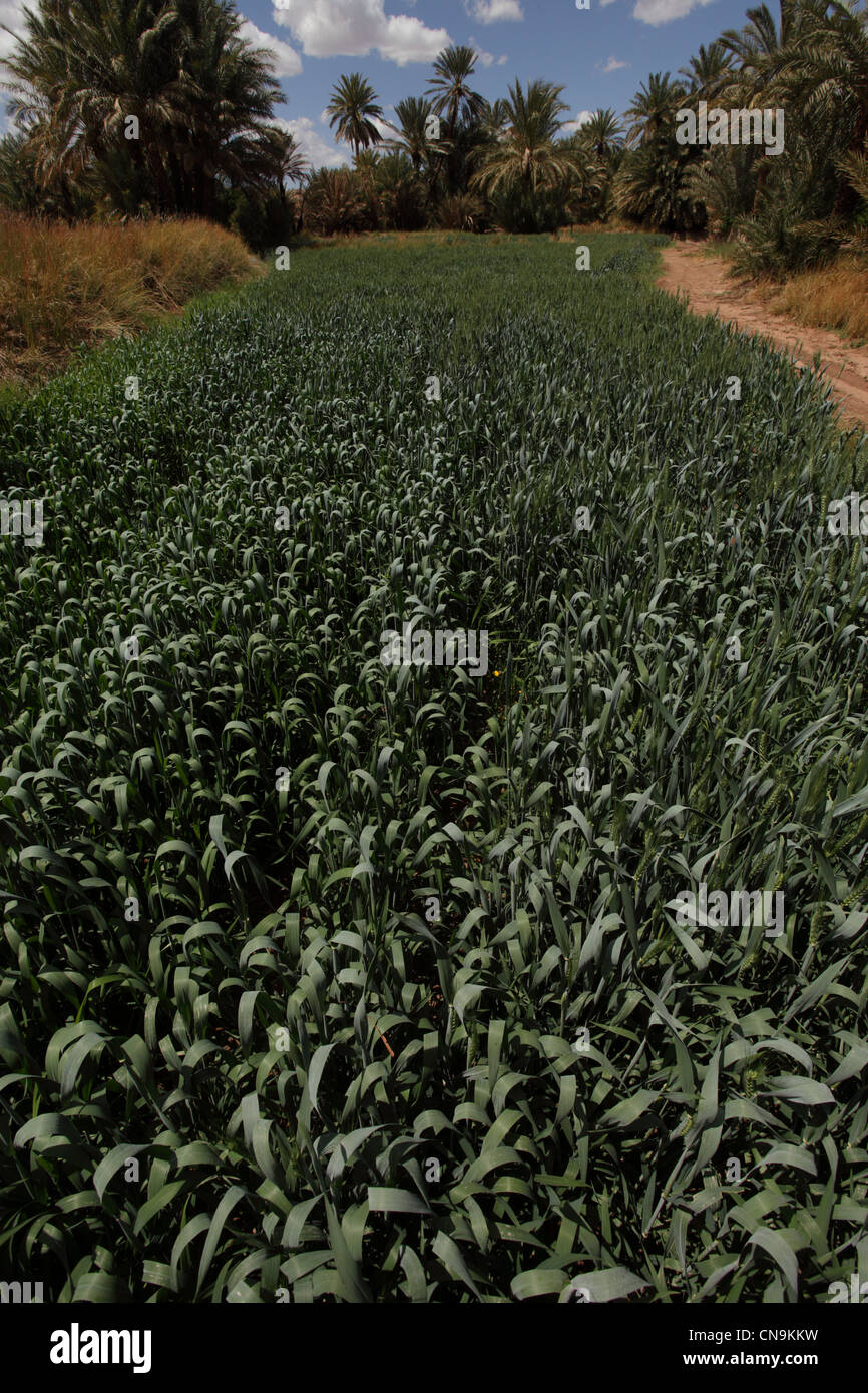 Barley crop growing in an oasis, southern Draa Valley, Morocco Stock ...