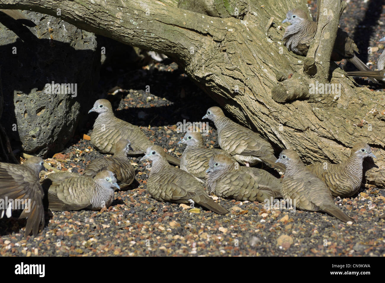 Lanzarote birds hi-res stock photography and images - Alamy