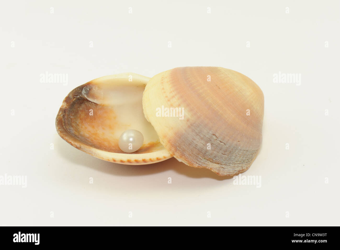 shell with pearl taken on a white background Stock Photo - Alamy