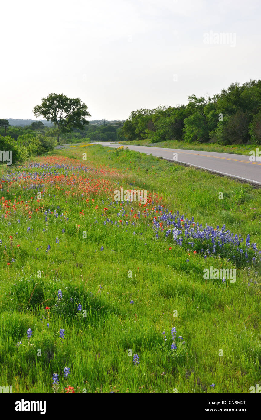 Scenic road and bluebonnets, Texas, USA Stock Photo - Alamy