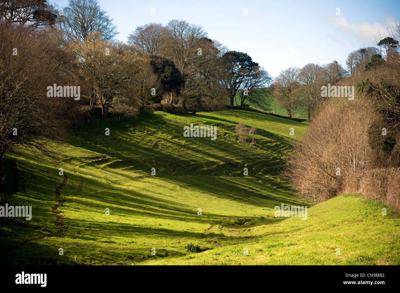 Devon field, field boundary,trees,pastoral Stock Photo - Alamy Devon field, field boundary,trees,pastoral Stock Photo - Alamy