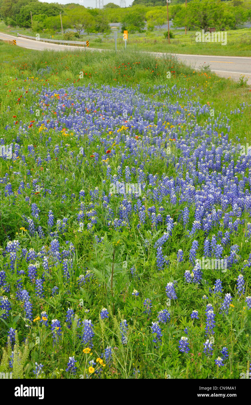 Bluebonets hi-res stock photography and images - Alamy