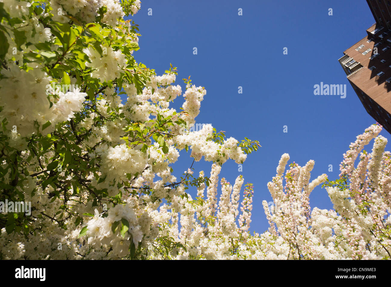 A crab apple tree flowers in a community garden in the New York ...