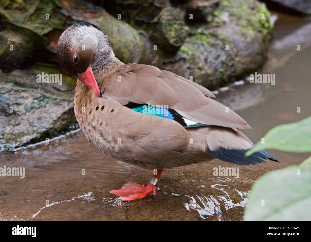 Brazilian Teal (amazonetta brasiliensis), UK Stock Photo - Alamy