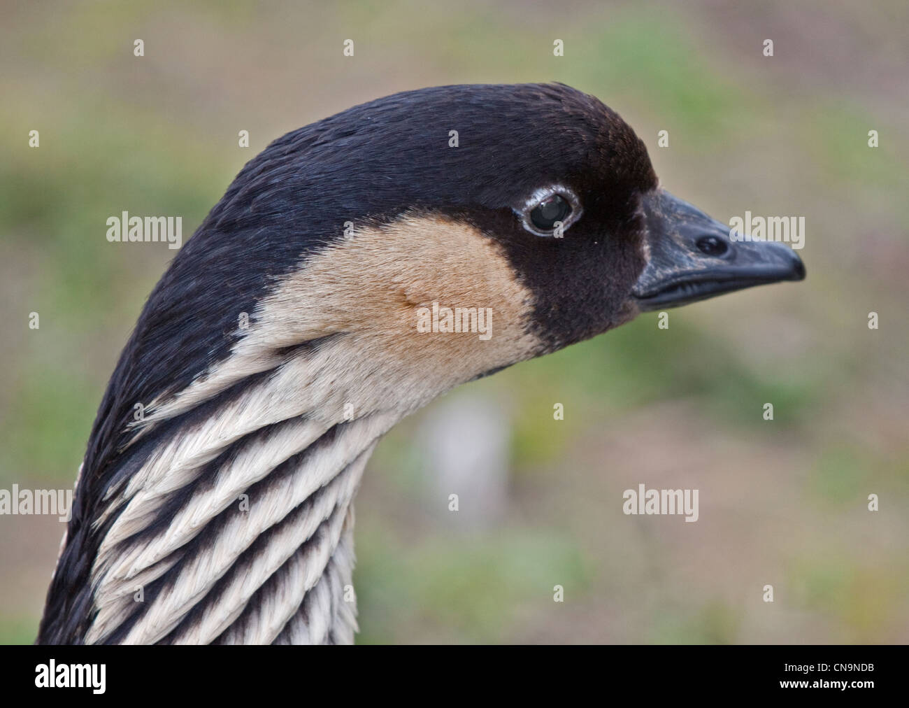 Nene Goose Clipart Cute