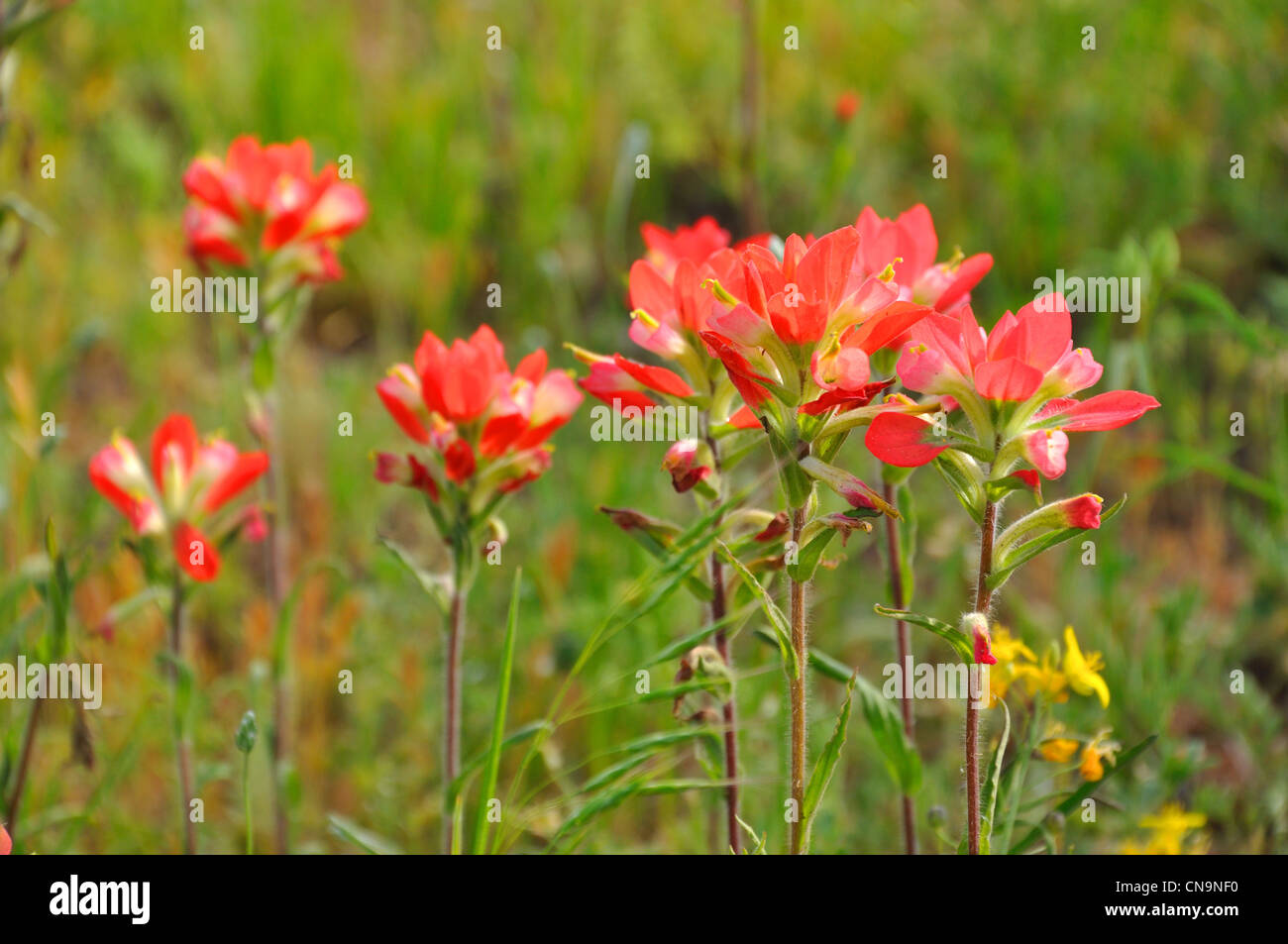 Indian paintbrush Castilleja indivisa Entireleaf, Texas, USA Stock ...