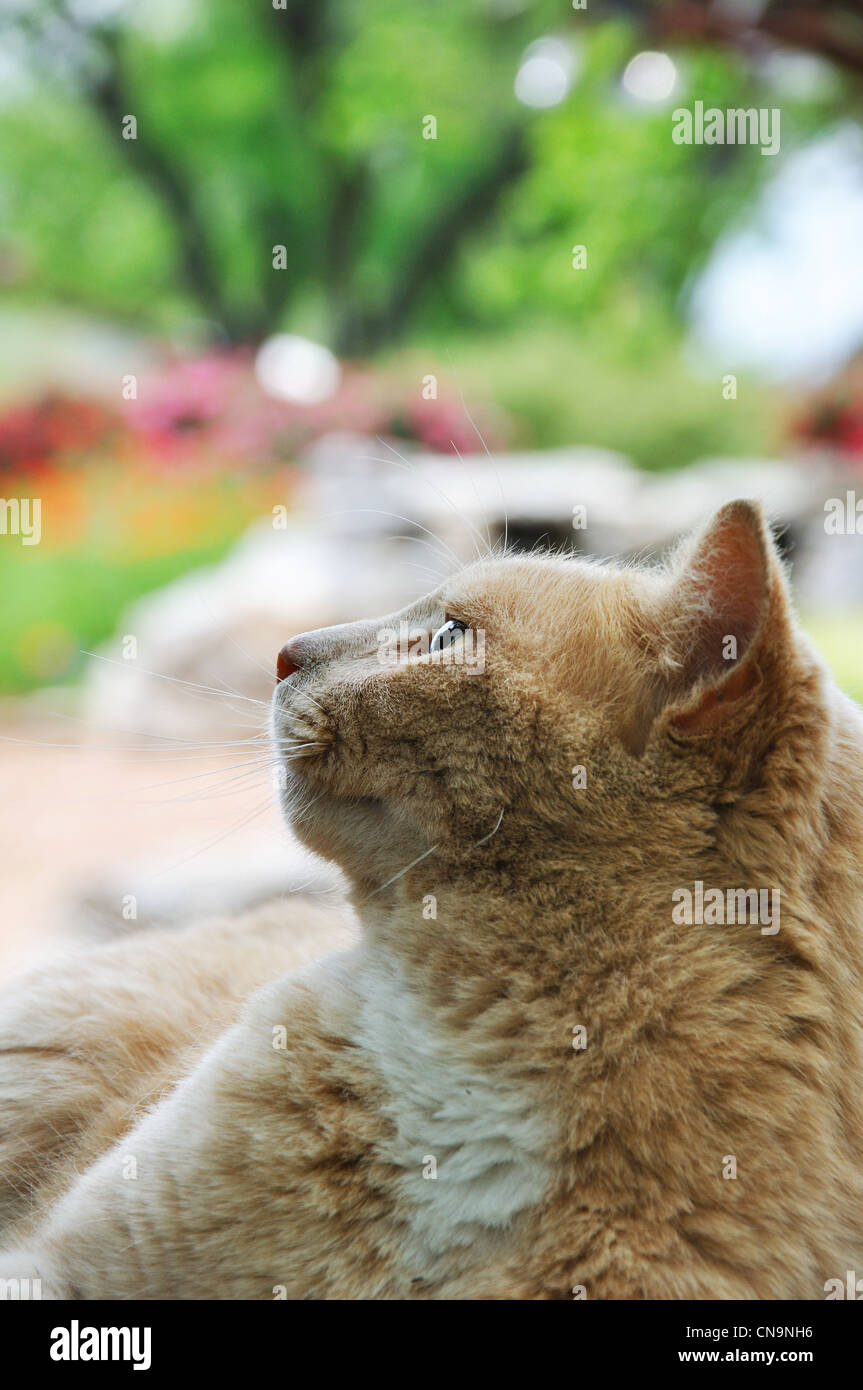 Red profile hi-res stock photography and images - Alamy