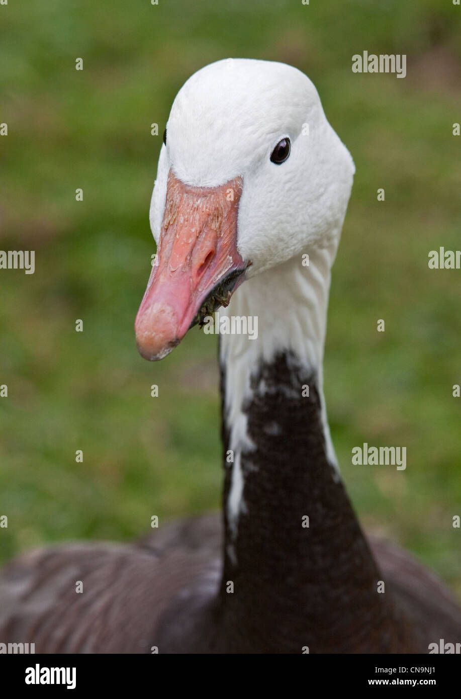 Lesser Snow Goose (chen caerulescens), UK Stock Photo - Alamy