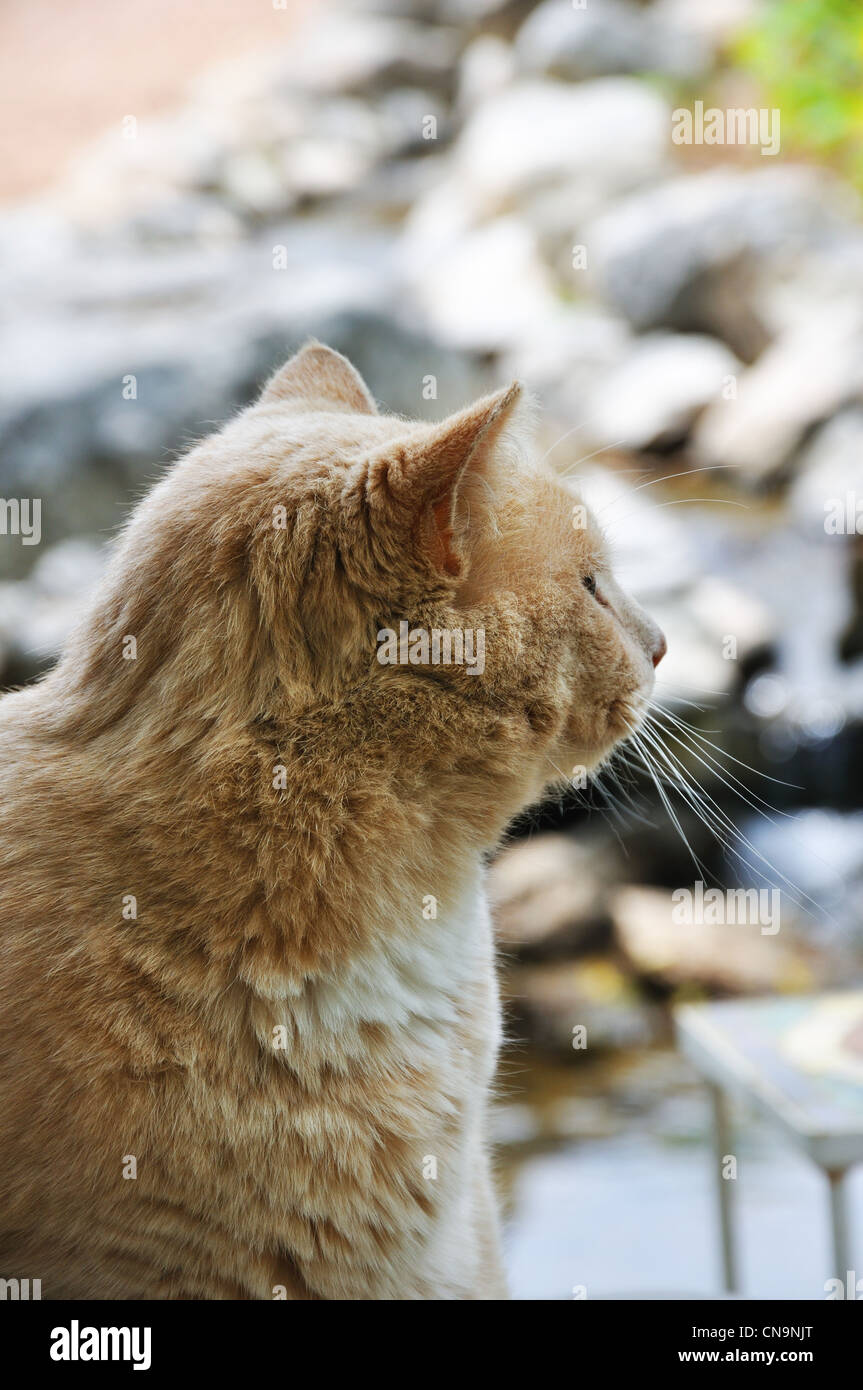 Red profile hi-res stock photography and images - Alamy