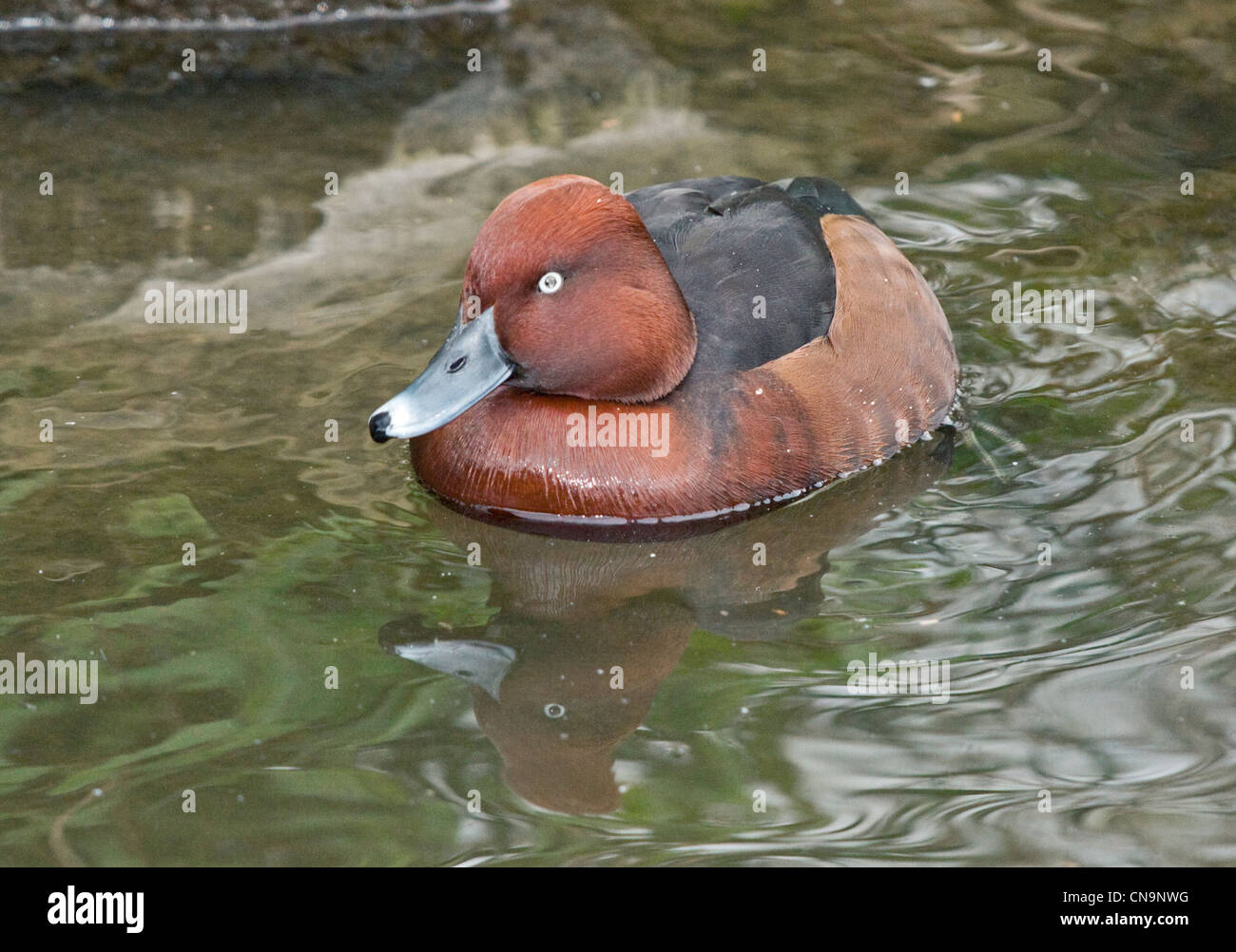 Ferruginous Duck (aythya nyroca) male, UK Stock Photo - Alamy