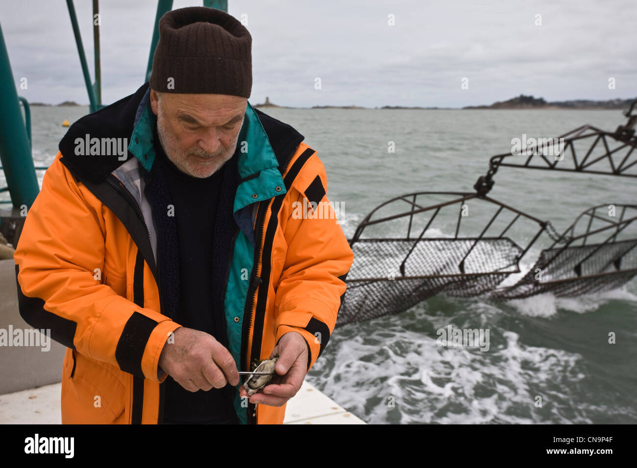 France, Finistere, Riec sur Belon Oysters Cadoret, Jacques Cadoret ...