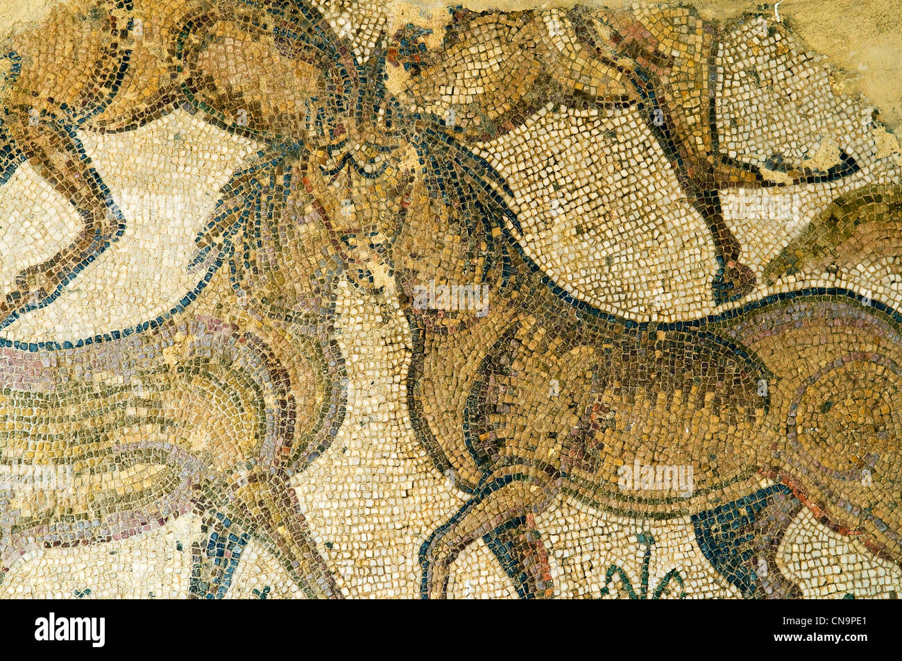 Ancient roman mosaic floor hi-res stock photography and images - Alamy