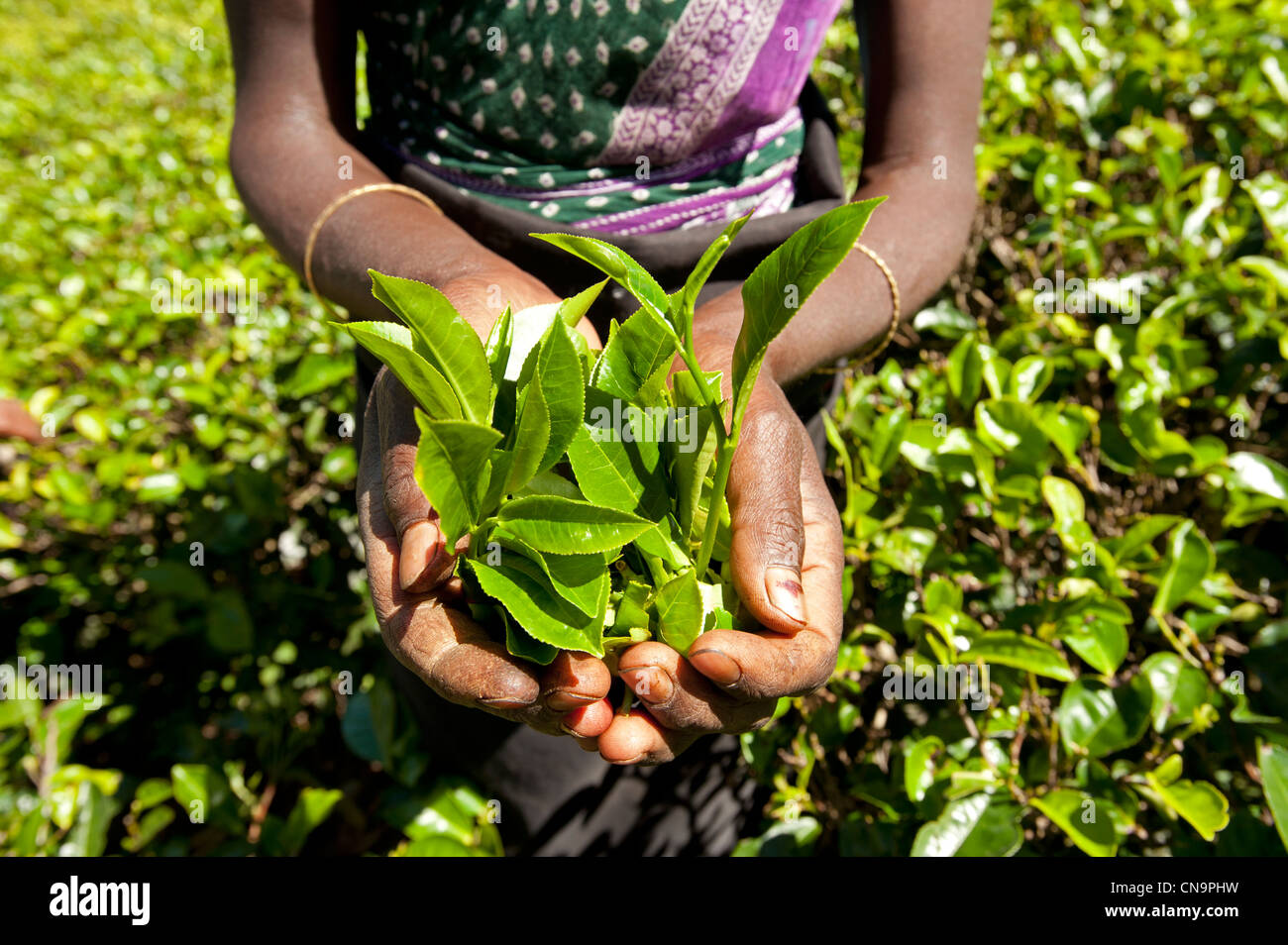 Tamil tea picker's handful of freshly plucked tea leaves in Sri Lanka's ...