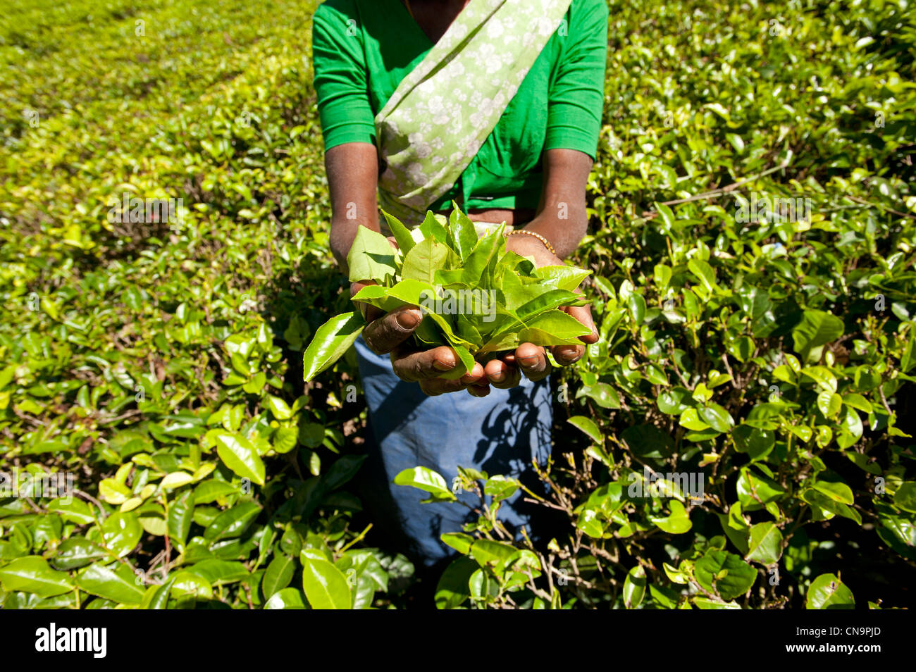 Tamil tea picker's handful of freshly plucked tea leaves in Sri Lanka's ...