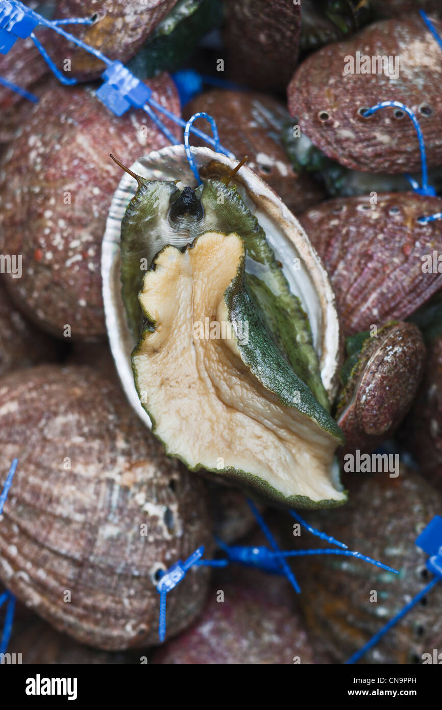 Ormeaux High Resolution Stock Photography and Images - Alamy