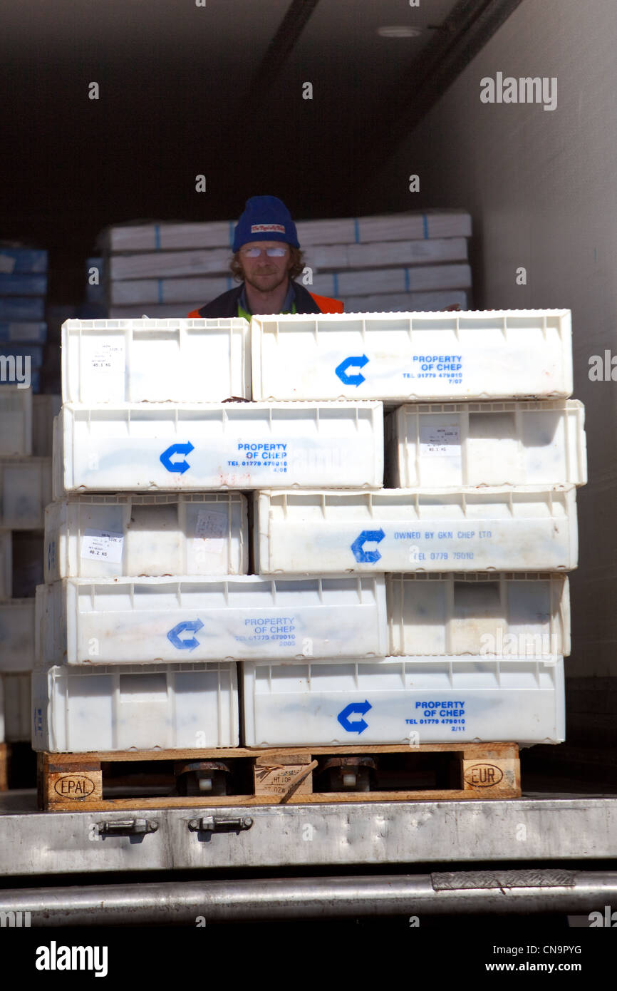 Freshly caught fish being loaded onto lorries for transportation to ...