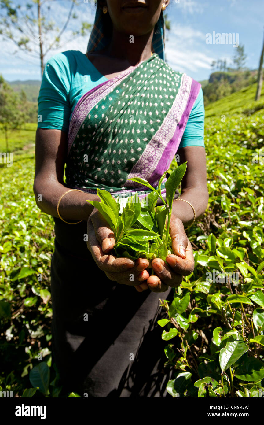 Tamil tea picker's handful of freshly plucked tea leaves in Sri Lanka's ...