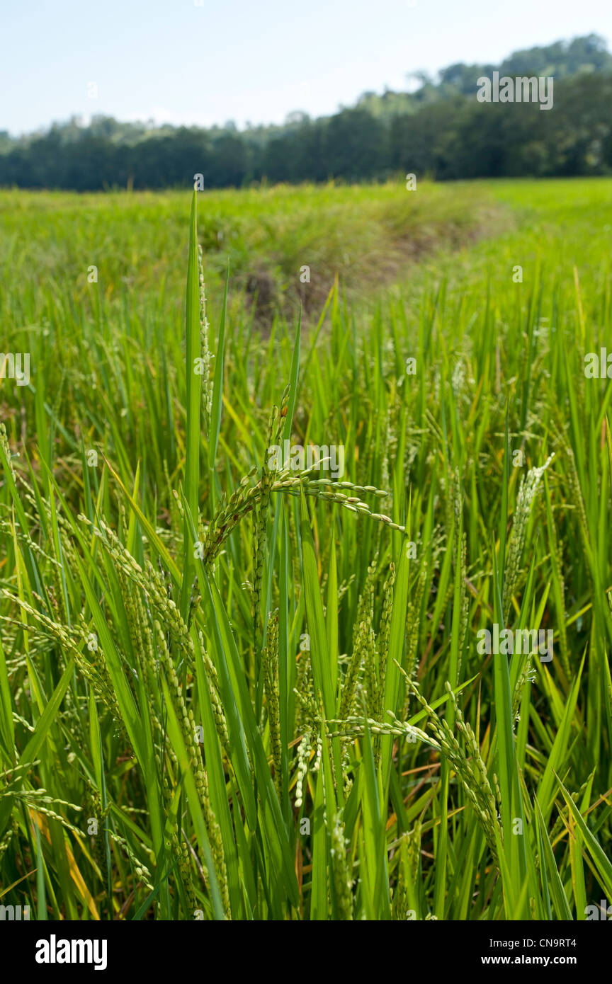 Close up of a rice shoots in a green rice in a field southern Sri Lanka ...