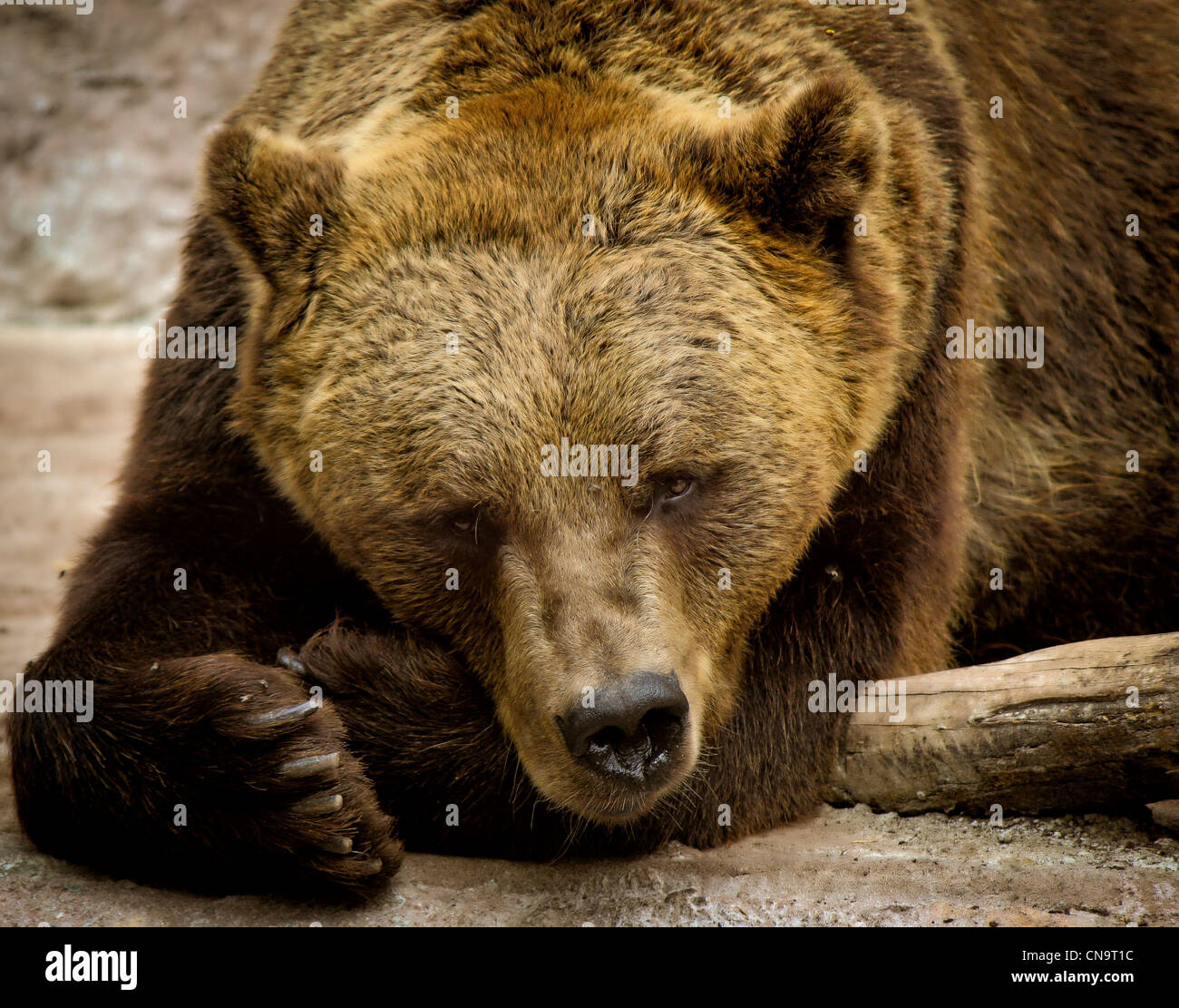 Sleep brown bear hi-res stock photography and images - Alamy