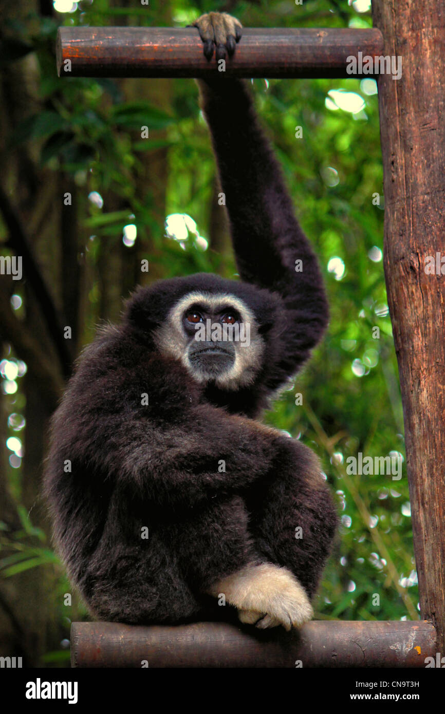 Seated monkey on a wood structure Stock Photo - Alamy