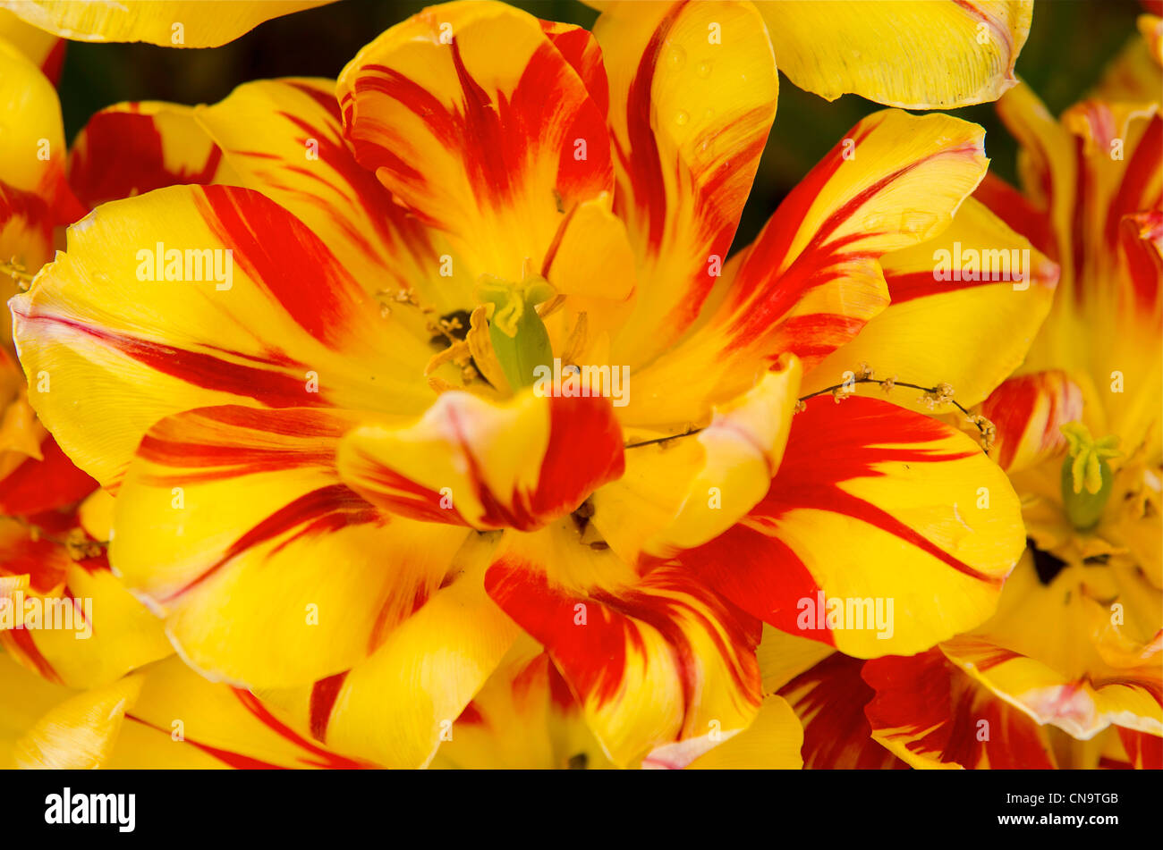 Closeup of yellow and red variegated tulip petals Stock Photo - Alamy