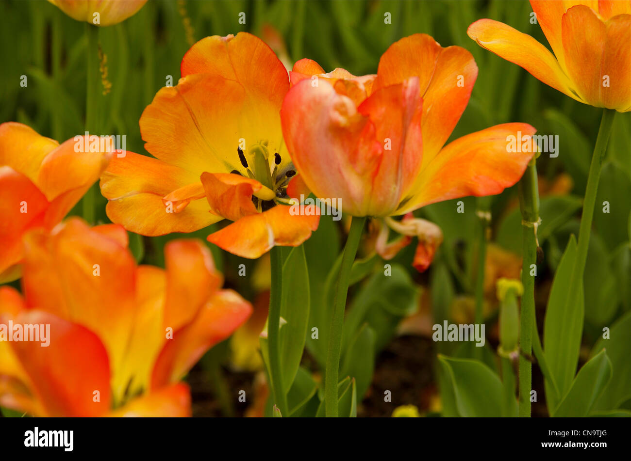 Flame colored hi-res stock photography and images - Alamy