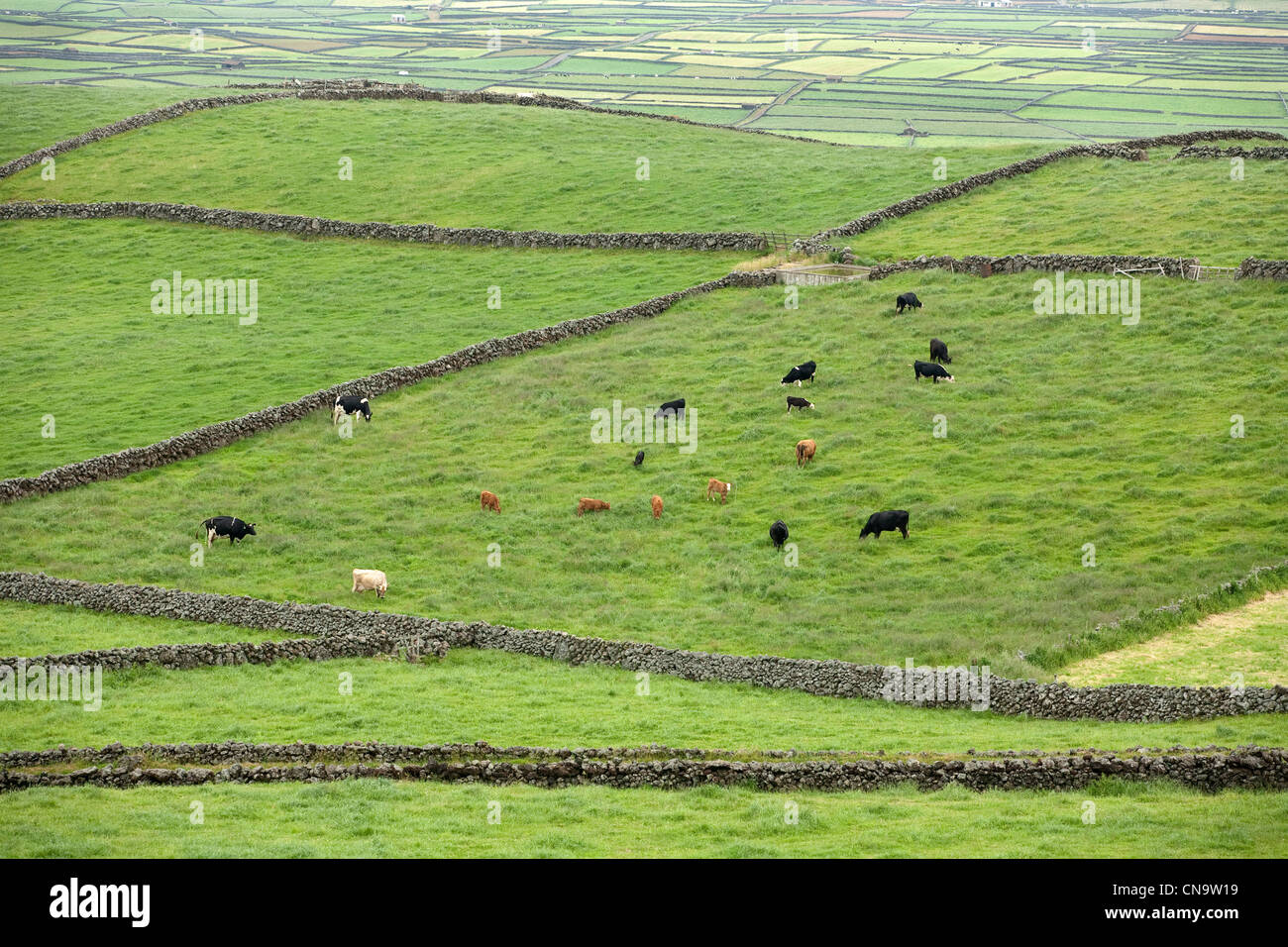 Portugal, Azores islands, Terceira island, Serra do Cume, meadows ...
