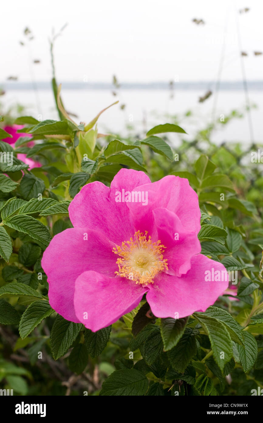 Native roses hi-res stock photography and images - Alamy