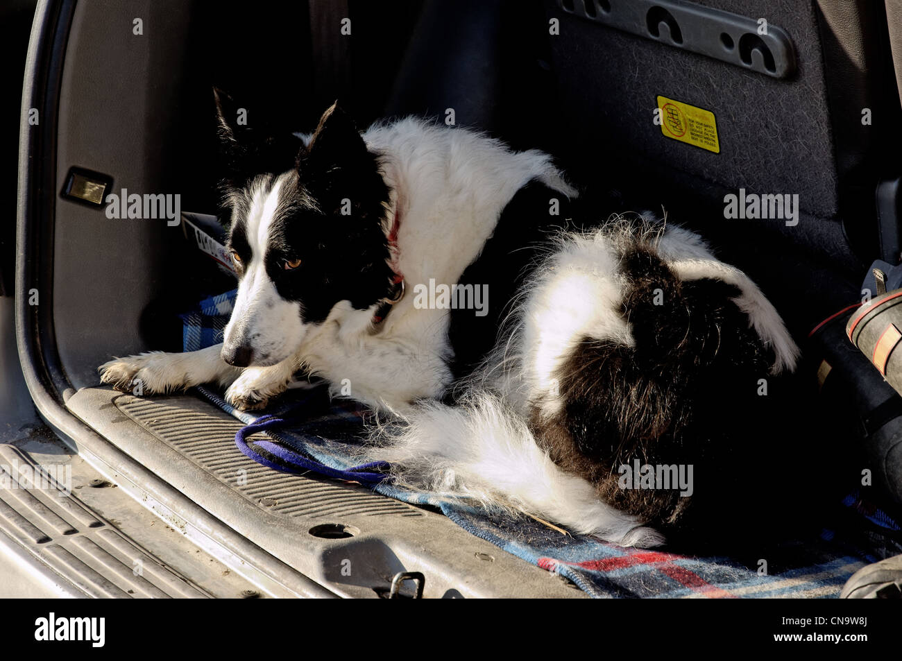 Border collie in car hi-res stock photography and images - Alamy