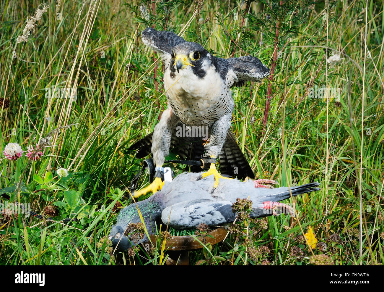 Pigeon natural predator hi-res stock photography and images - Alamy