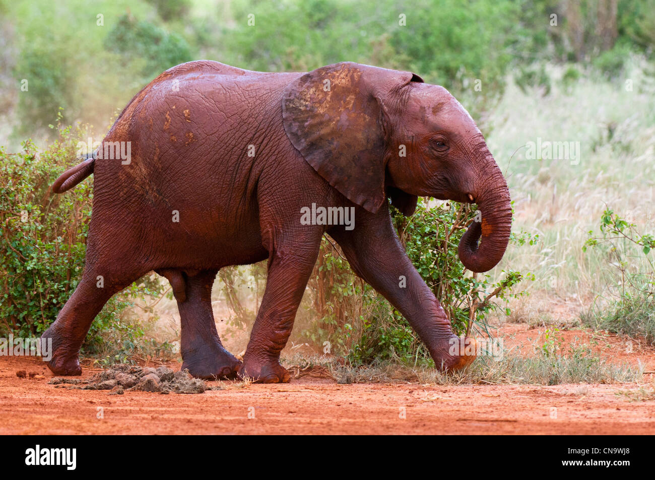 Elephant and its cub hi-res stock photography and images - Alamy