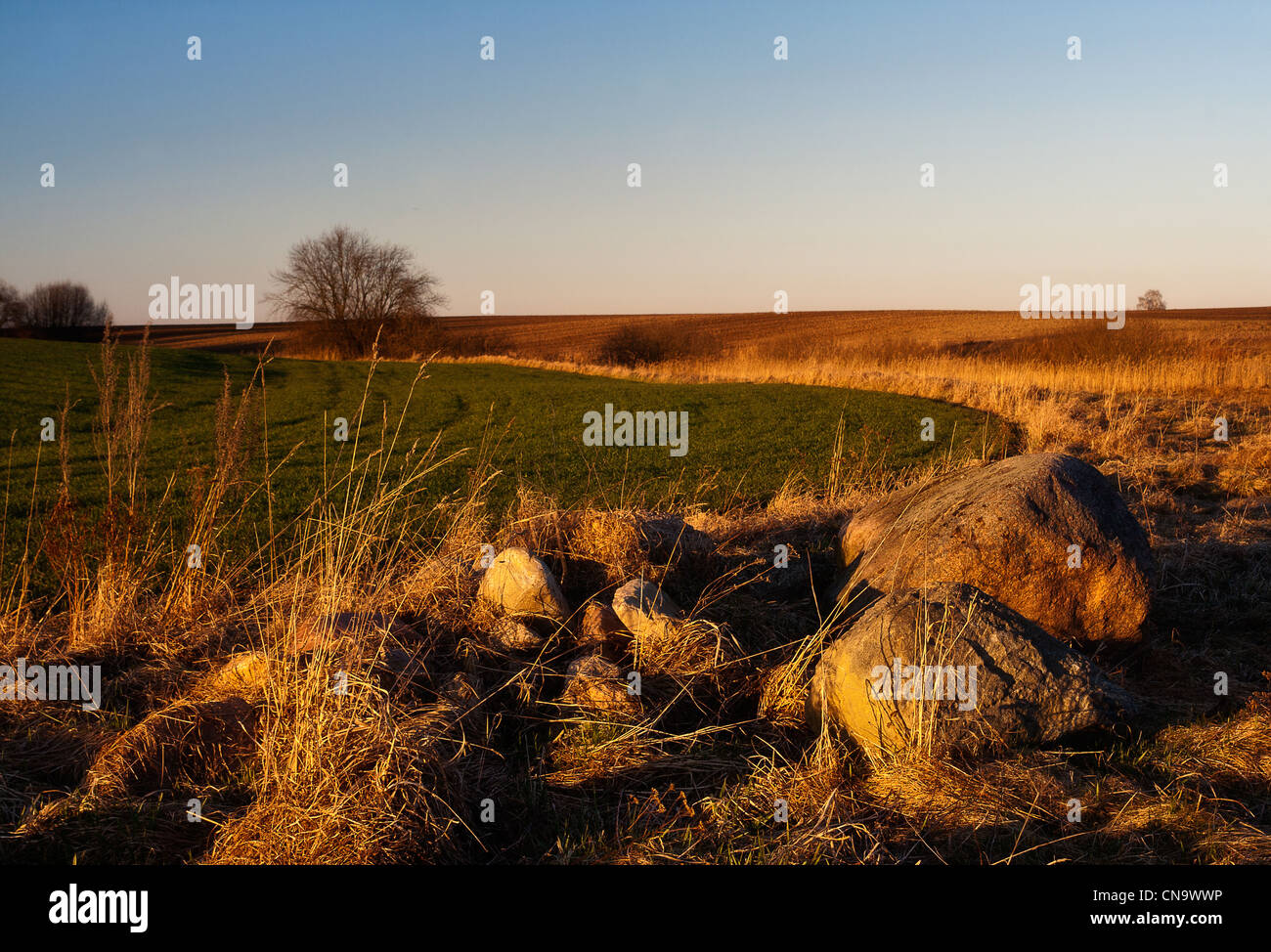 Group of stones on field Stock Photo - Alamy