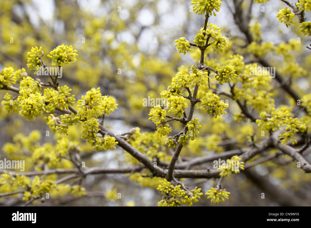 Cornelian Cherry Cornus mas blossoms Stock Photo - Alamy