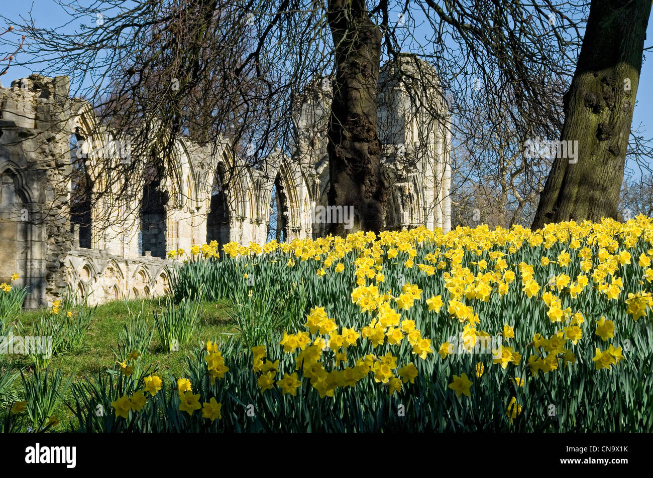 Daffodils yellow flower flowers flowering in the Museum Gardens in ...