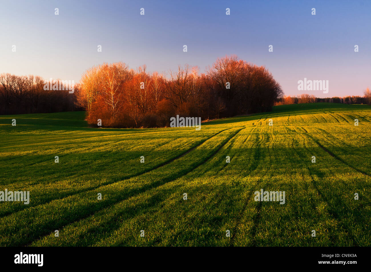 Fields in sunset light Stock Photo - Alamy