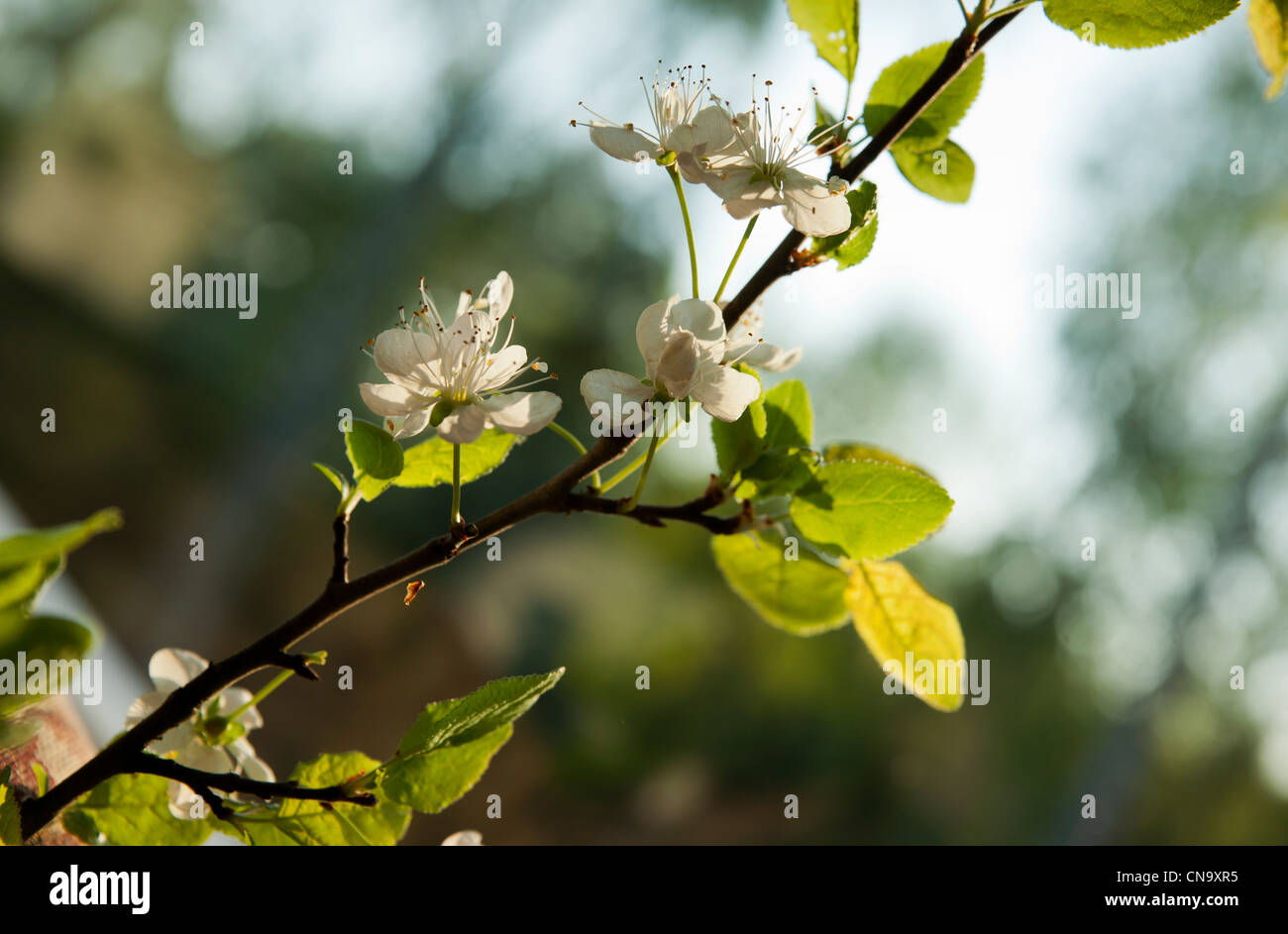 Spring, apple tree, inflorescence, plant pruning Stock Photo - Alamy