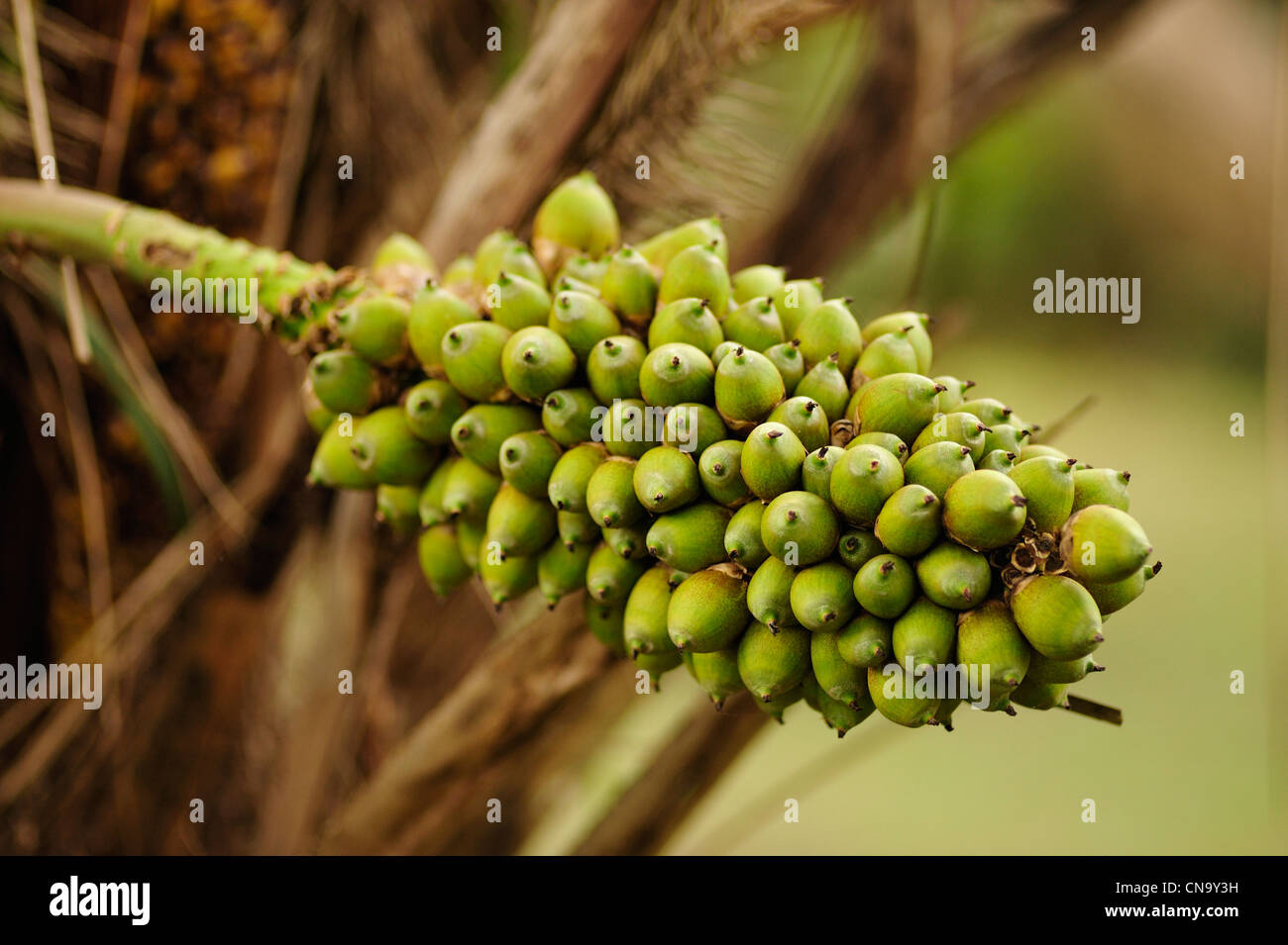 Bonito brazil tourism hi-res stock photography and images - Alamy