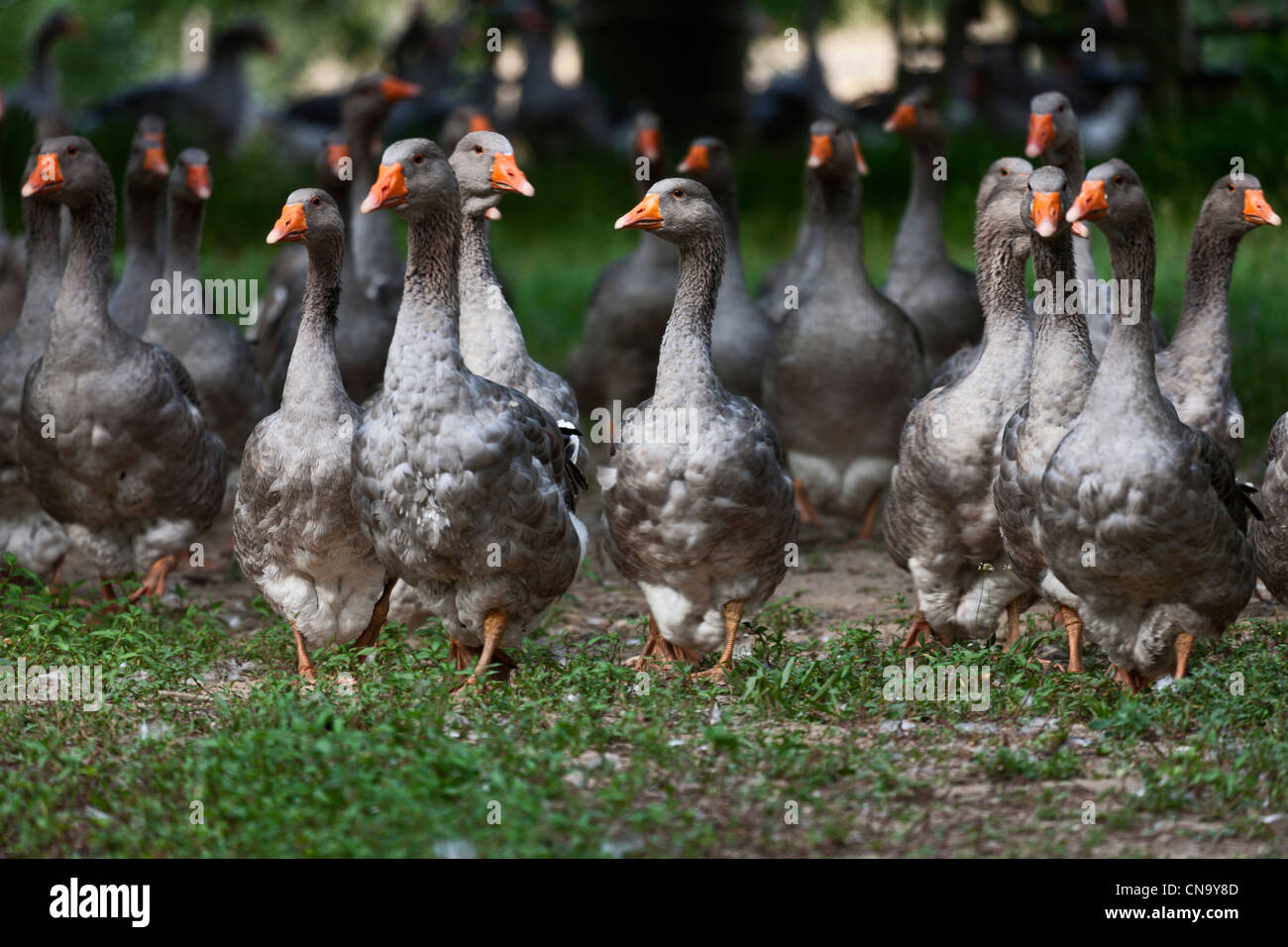 France, Dordogne, Domme, breeding geese at La Ferme de Turnac Stock ...