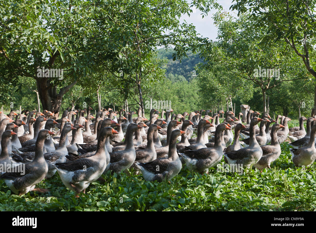 France, Dordogne, Domme, breeding geese at La Ferme de Turnac Stock ...
