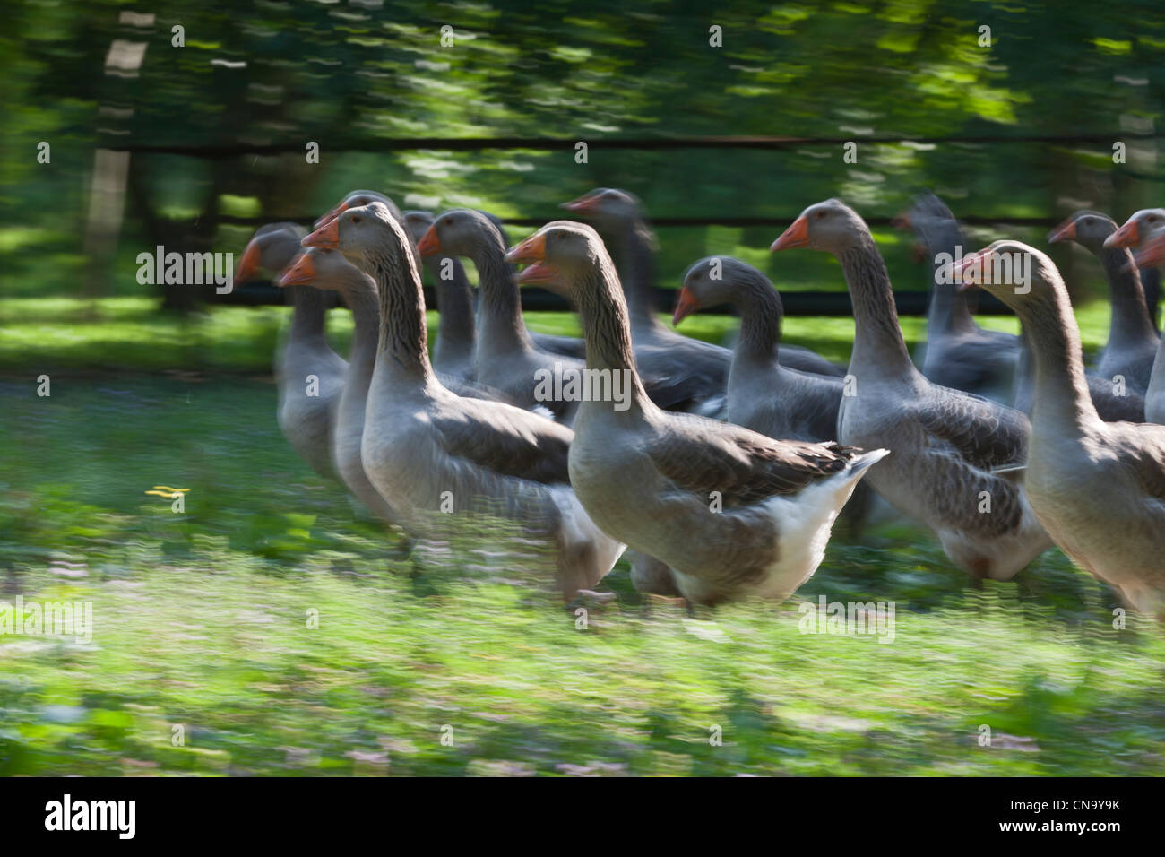 Breeding geese hi-res stock photography and images - Alamy