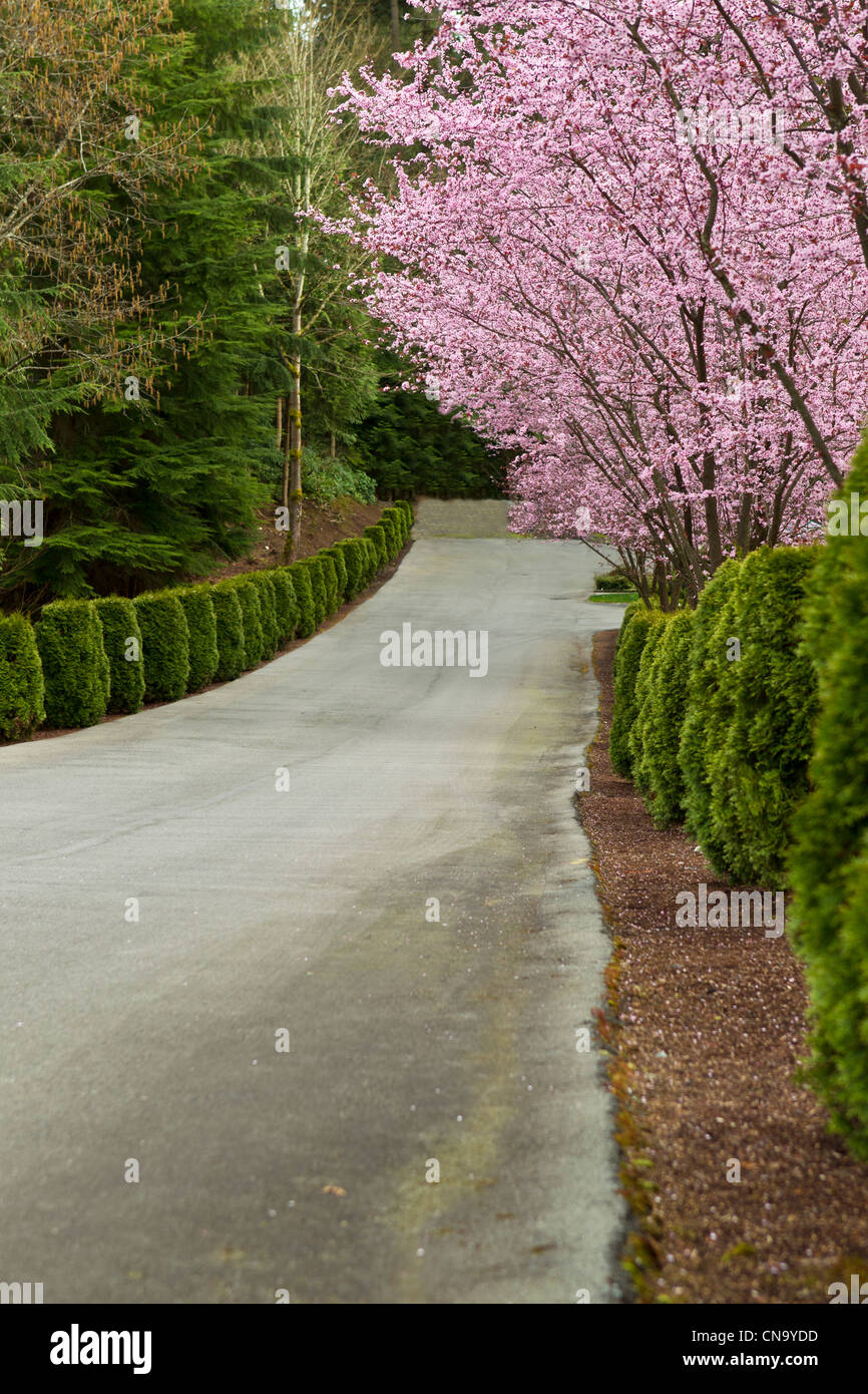 Cherry Trees along side of path way with evergreens in background Stock ...