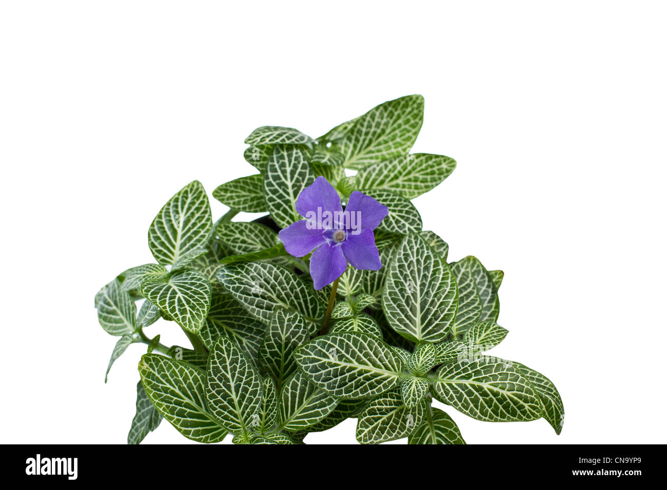 Blue ground cover plant Cut Out Stock Images & Pictures - Alamy