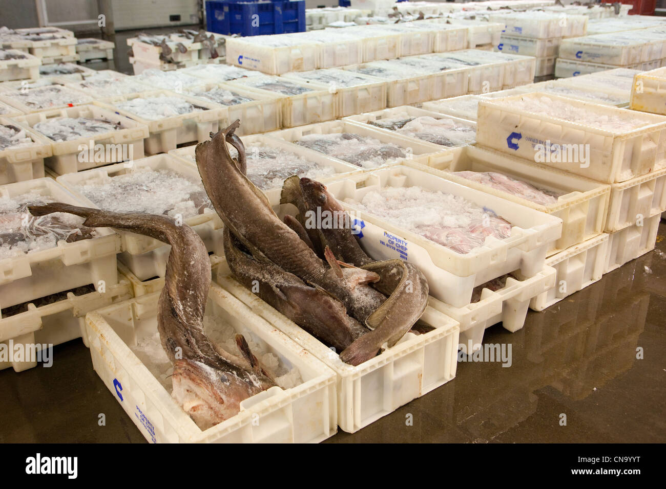 Peterhead fish market hi-res stock photography and images - Alamy
